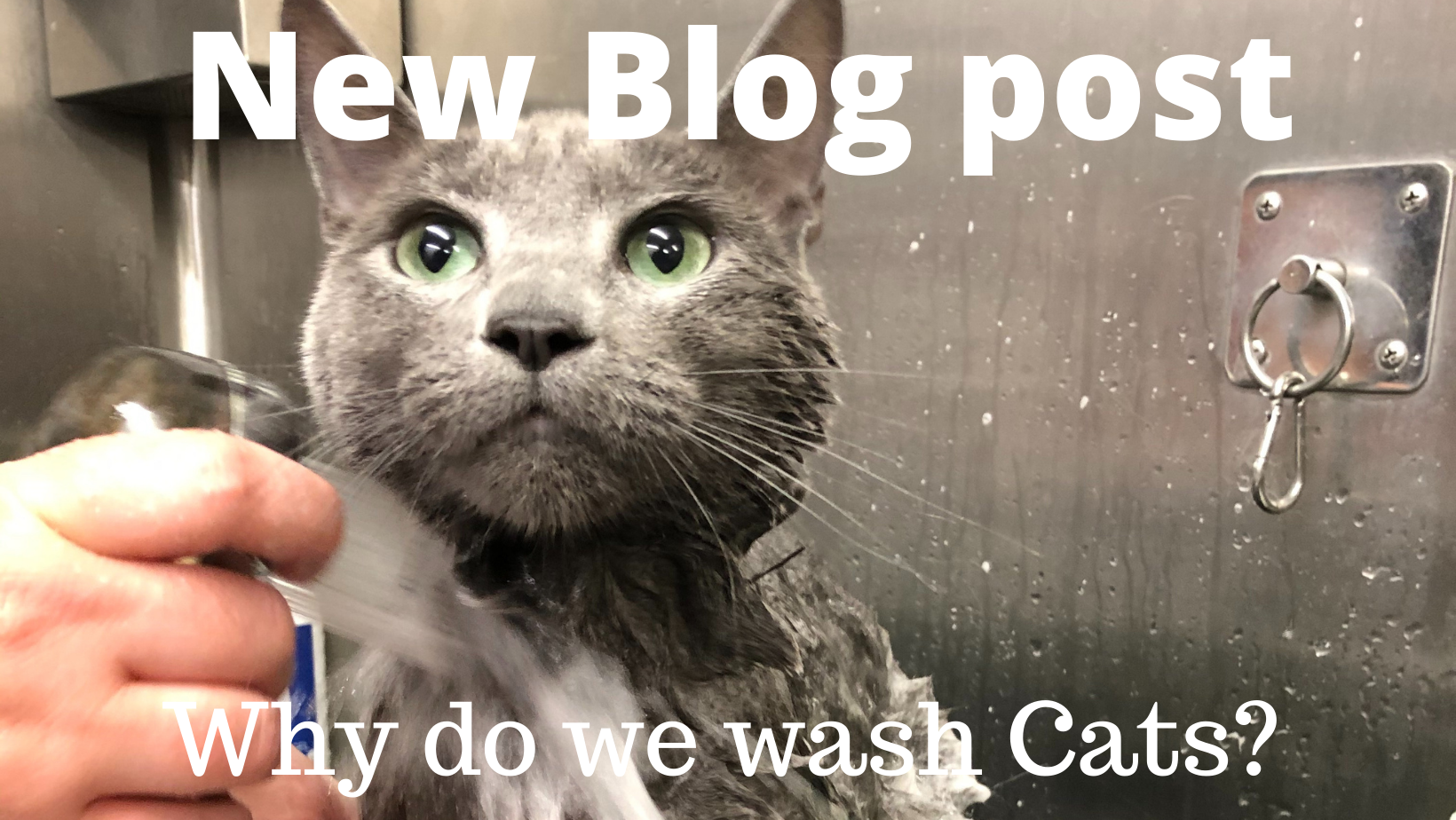 Why do we wash cats? – Cat Grooming Education