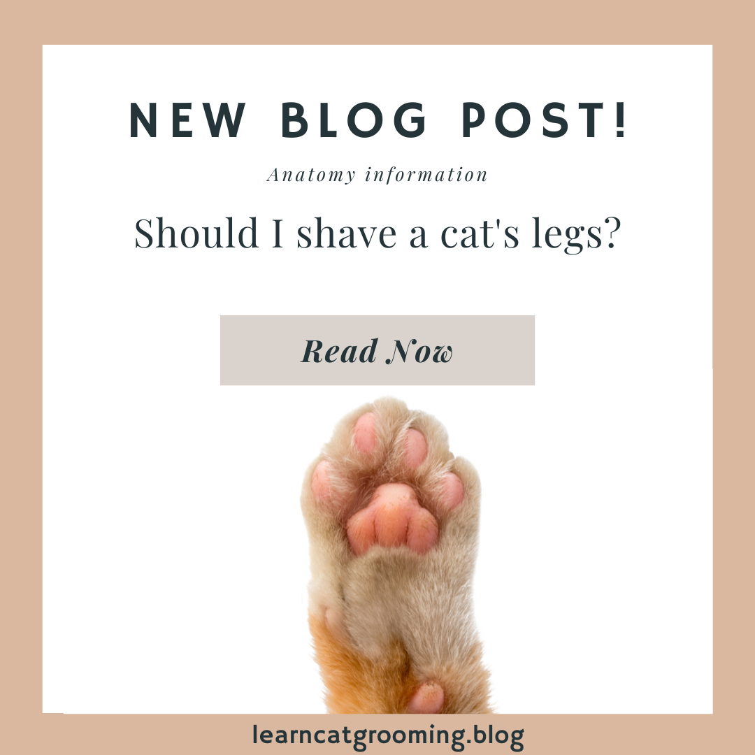 Should I shave a cat’s legs? – Cat Grooming Education