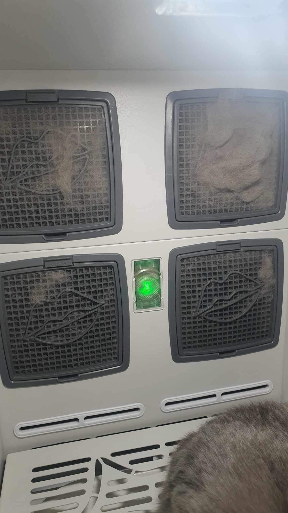 Drying boxes, are they worth it? – Cat Grooming Education