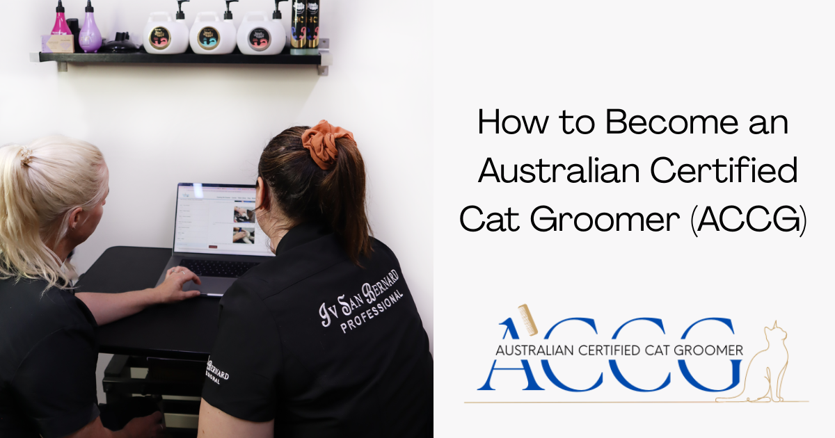 How to Become an Australian Certified Cat Groomer (ACCG) with Groomer ...